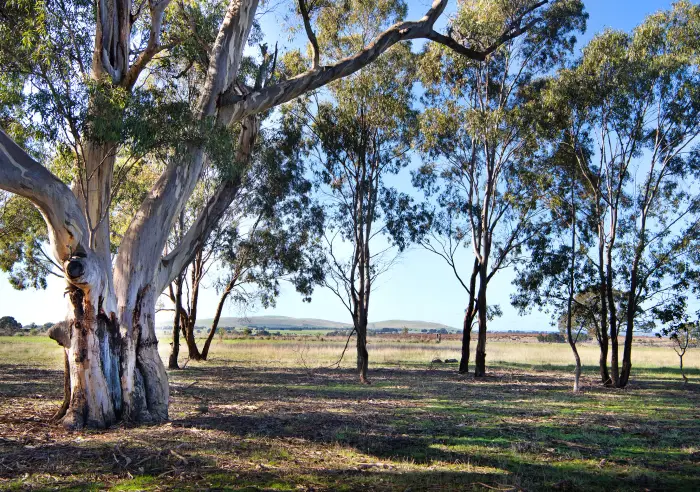 Real Estate Agent in Clunes VIC | Alluvial Property Group - 220 ...