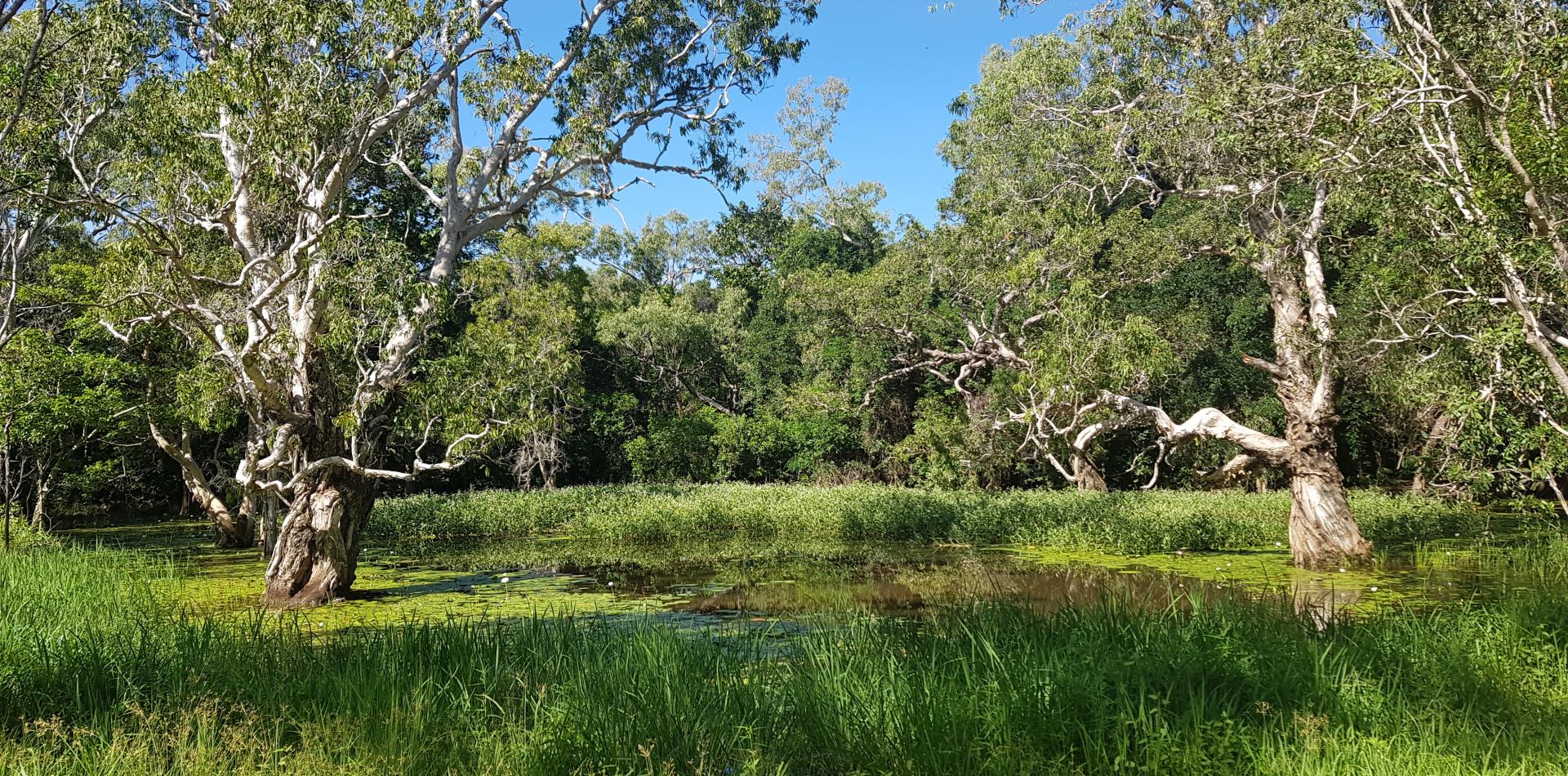 Acreage with personal billabong and man made dam - Cooktown Platinum Realty