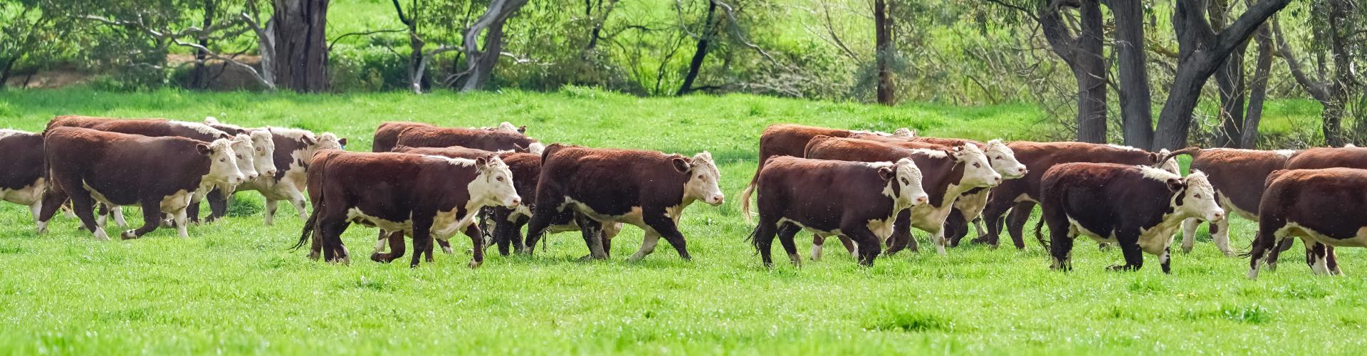 Home - Paull & Scollard Nutrien & Nutrien Ivone Agencies