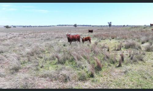 Purtle Plevey Agencies - "Keigho", Gunnedah, NSW 2380