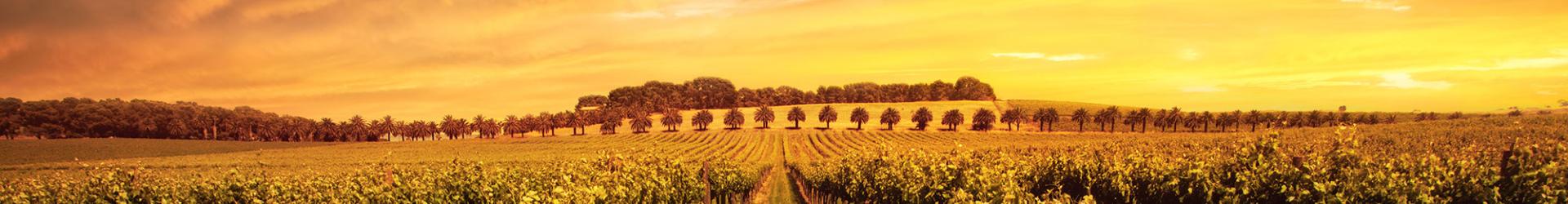 Our Team - Treasure Realty Group